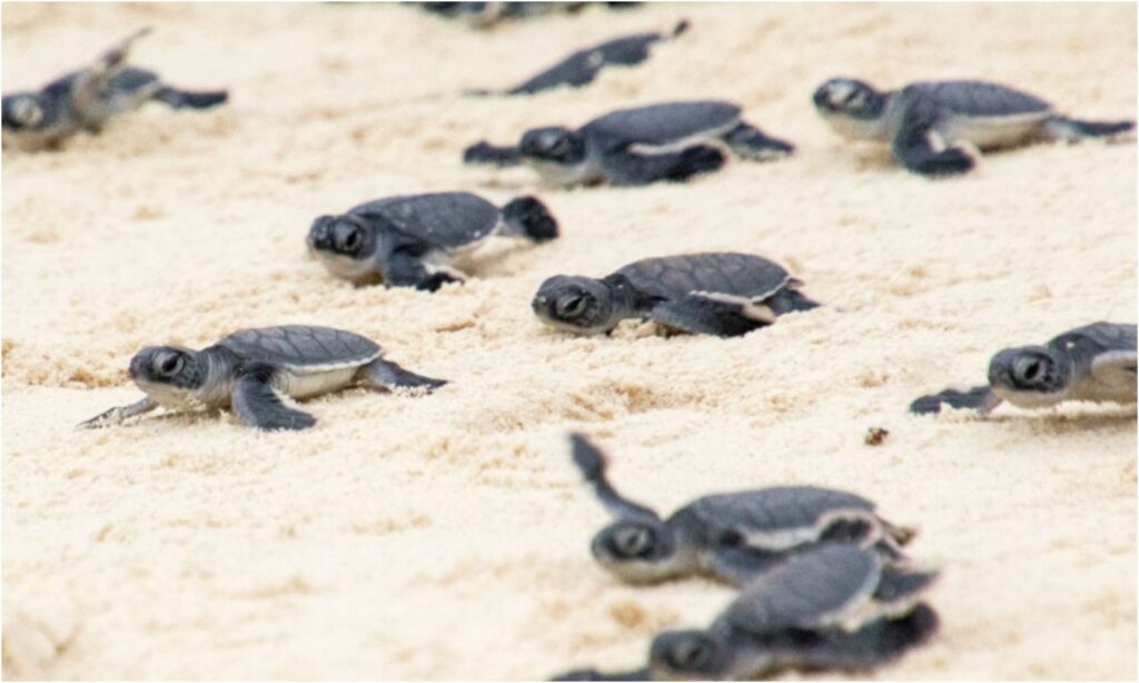 Liberaron 20 mil tortugas arrau en Amazonas