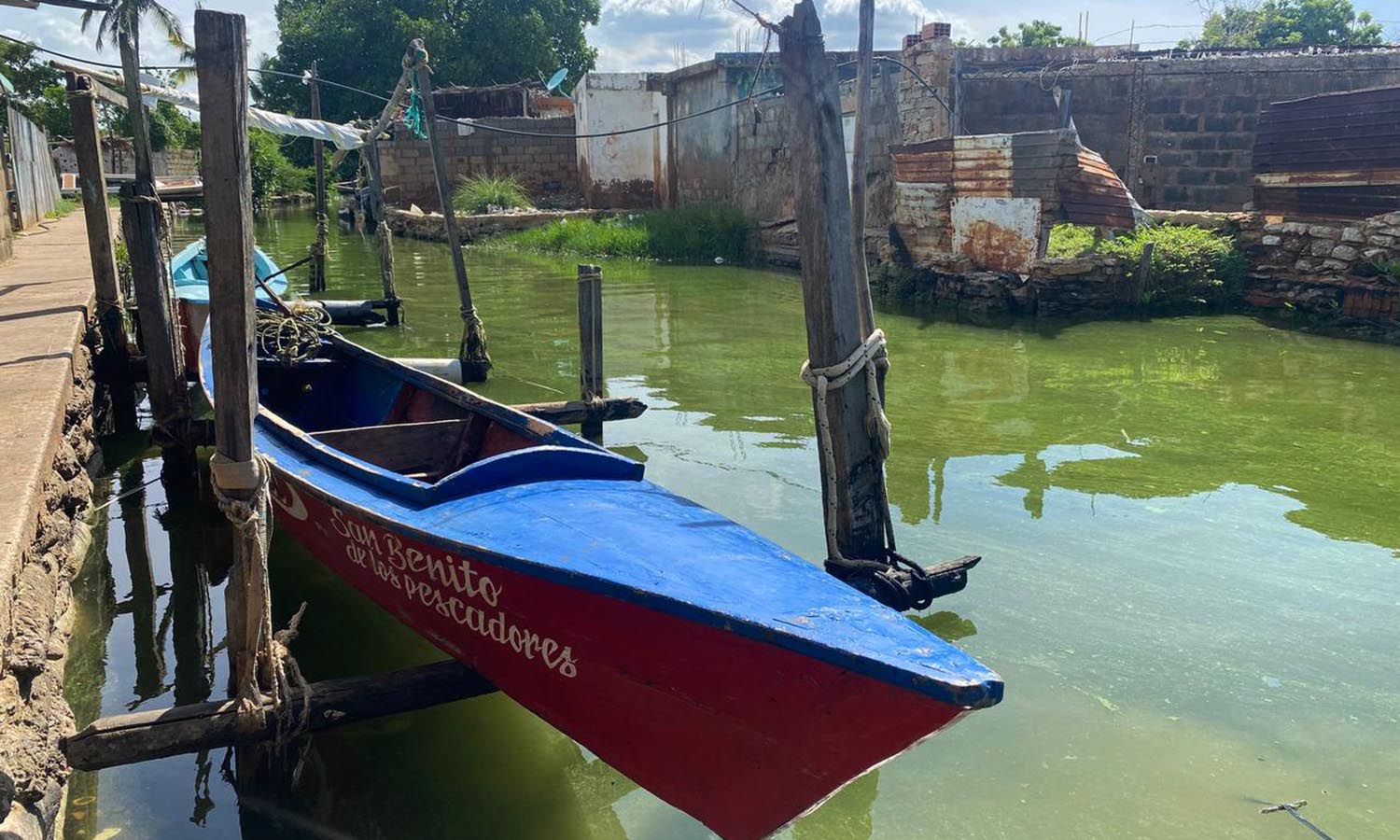 Lago de Maracaibo: el verdín enferma a Santa Rosa de Agua